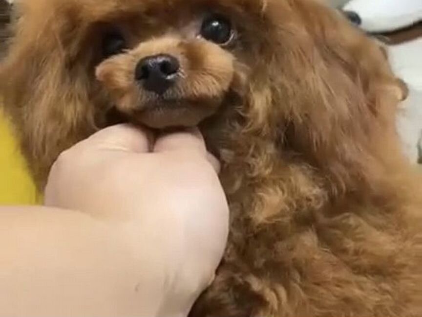 Той пудель из китая