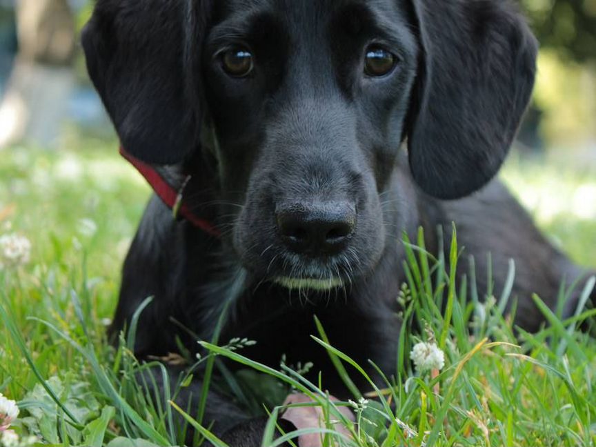 Молодая, маленькая собачка, 8 месяцев