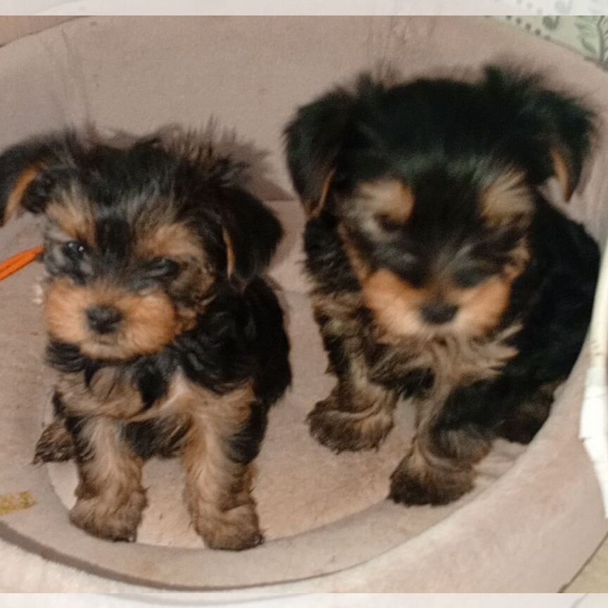 Йоркширский терьер, щенок