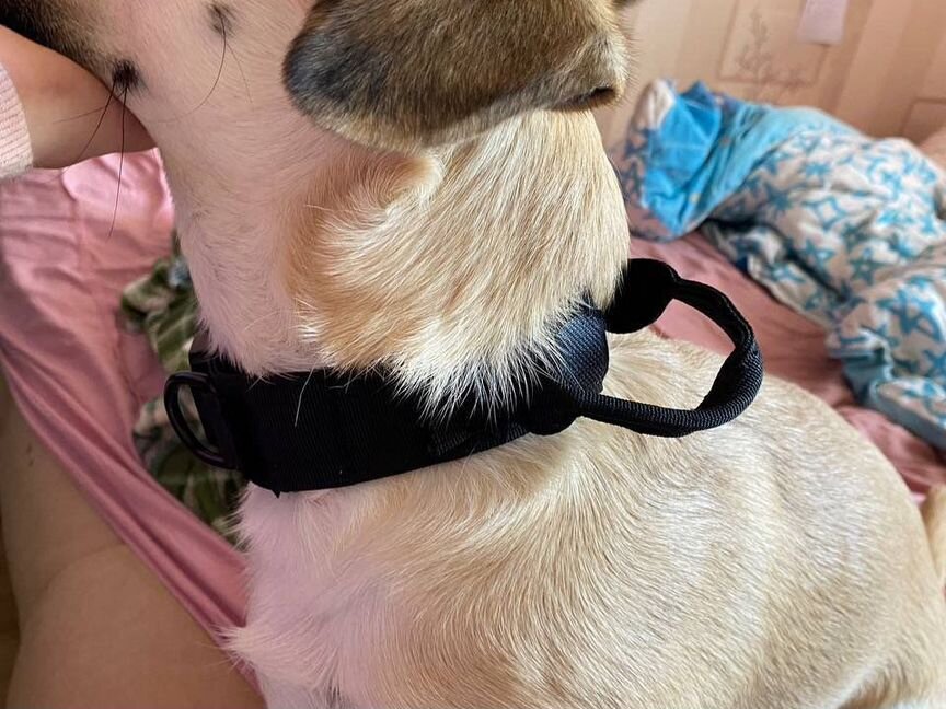 Амуниция для собак