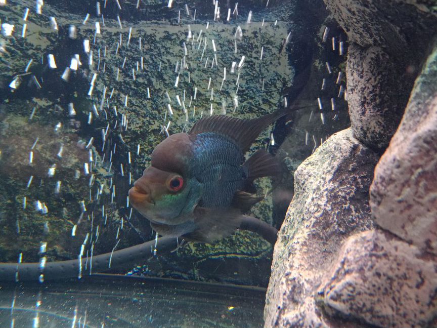 Хорн карликовый