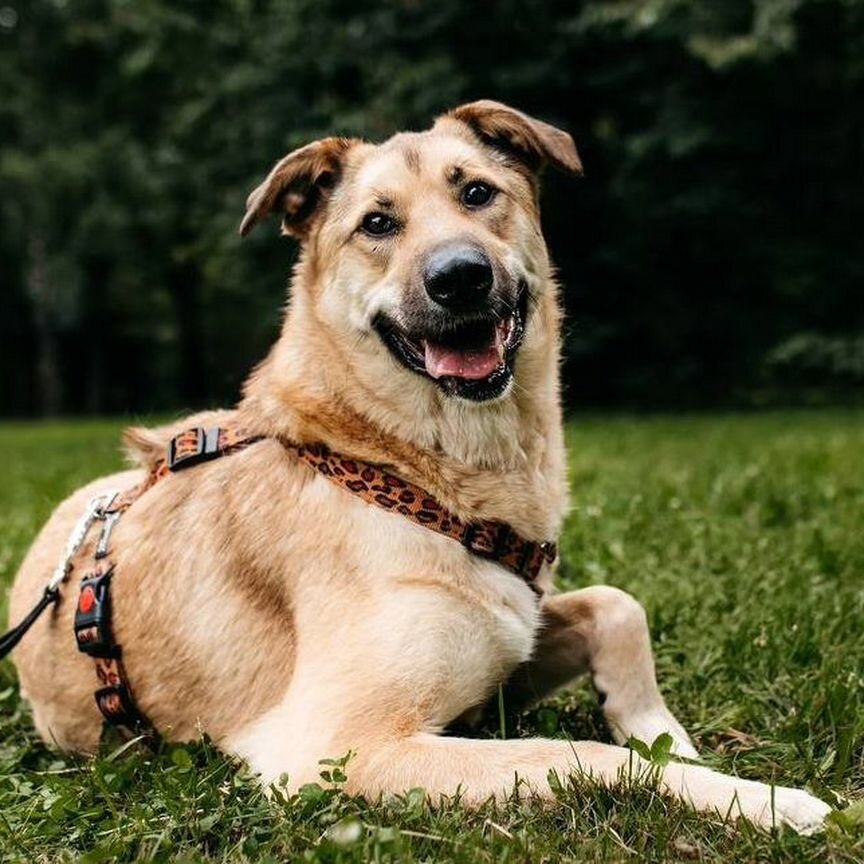 Собака в добрые руки