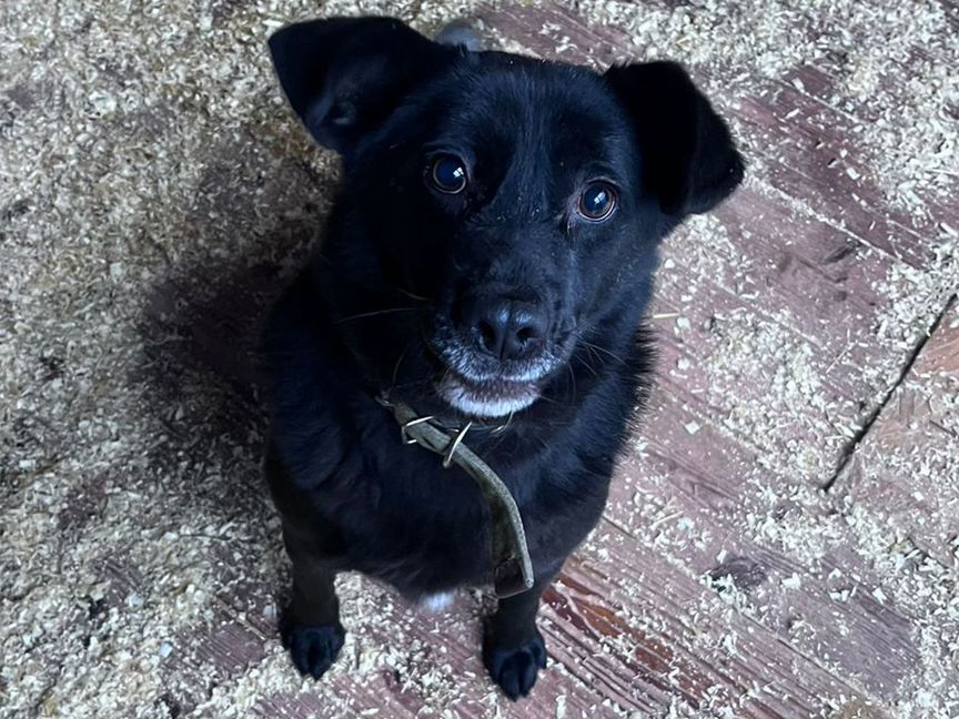 Бывшедомашний Миша. Выбери меня Приют Некрасовка