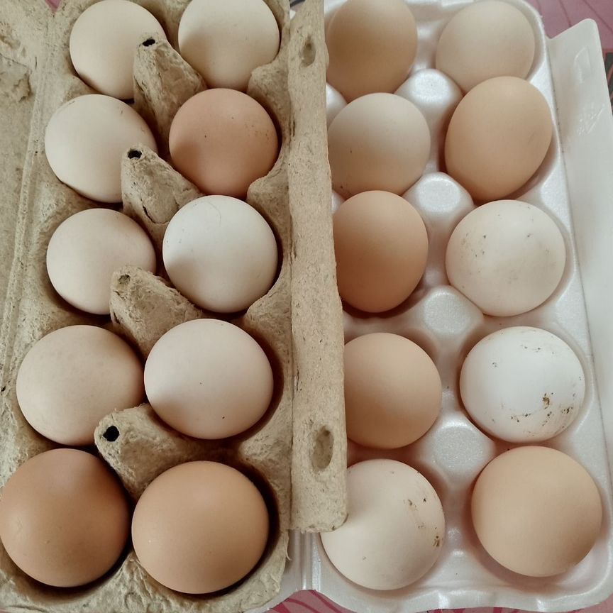Инкубацыонное яйцо Барковская барвистая