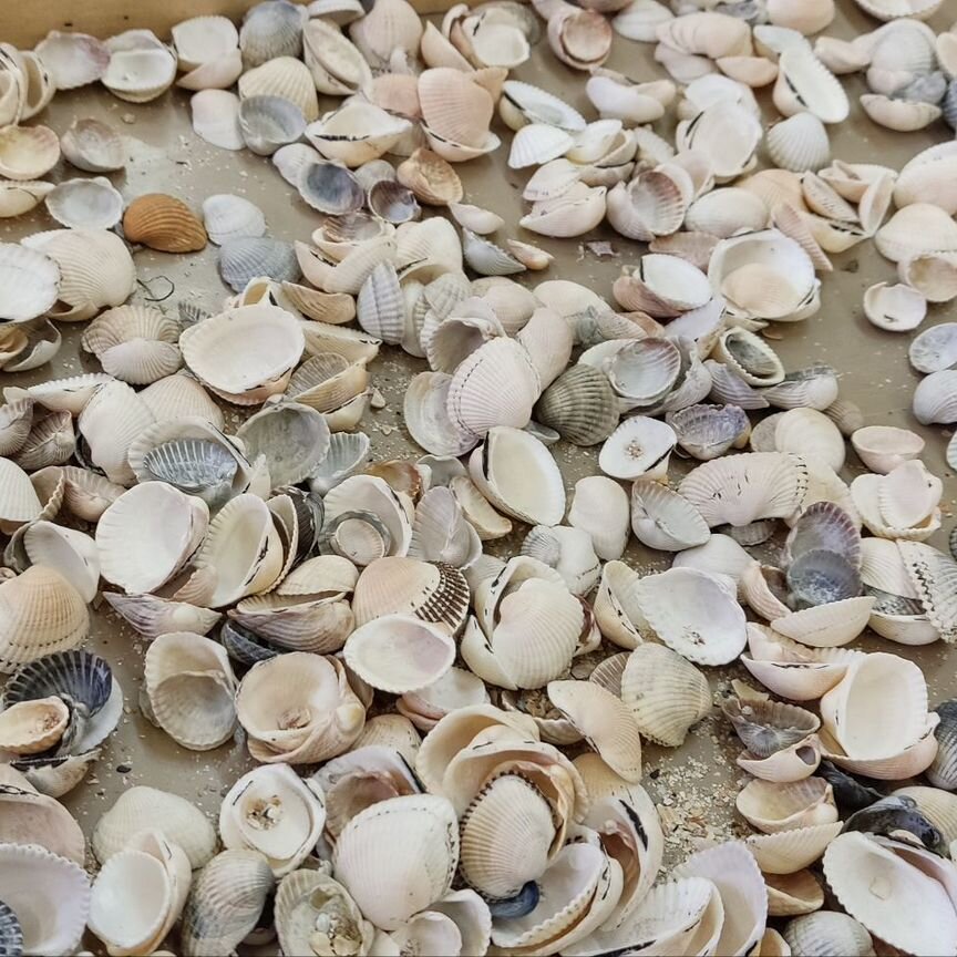 Ракушки морские