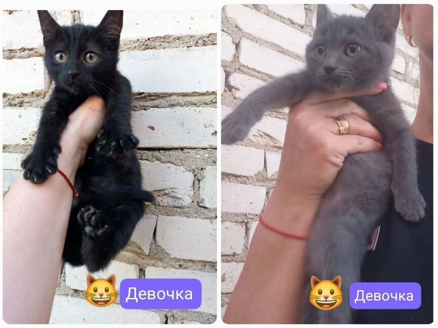 Котята девочки в добрые руки