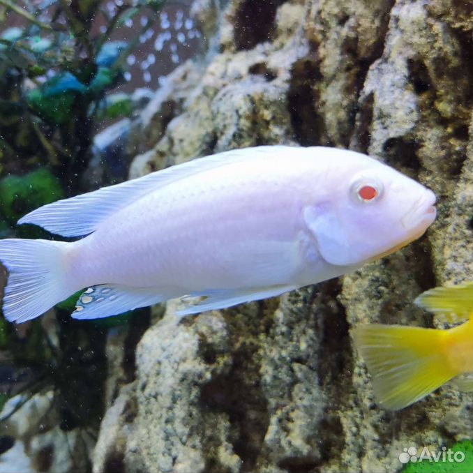 Цихлиды (Снежный принц)