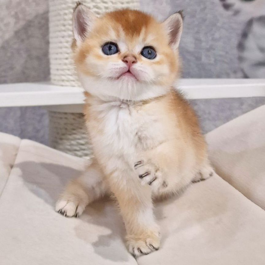 Золотые шотландские котята