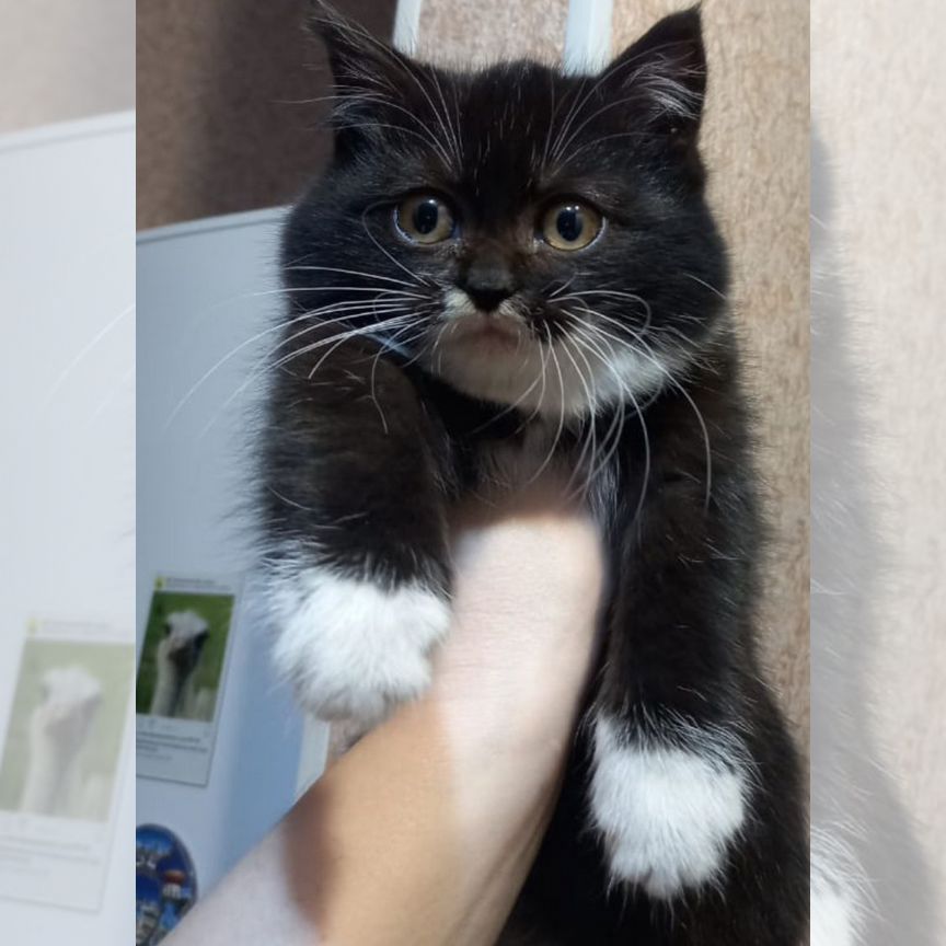 Котенок