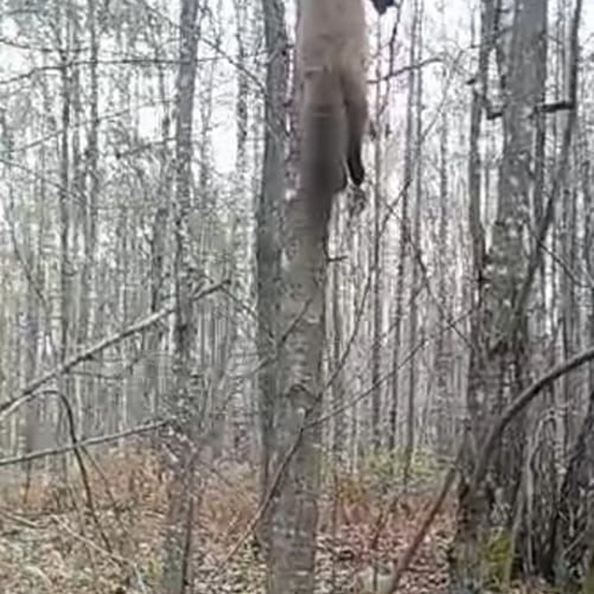 Русско европейская лайка