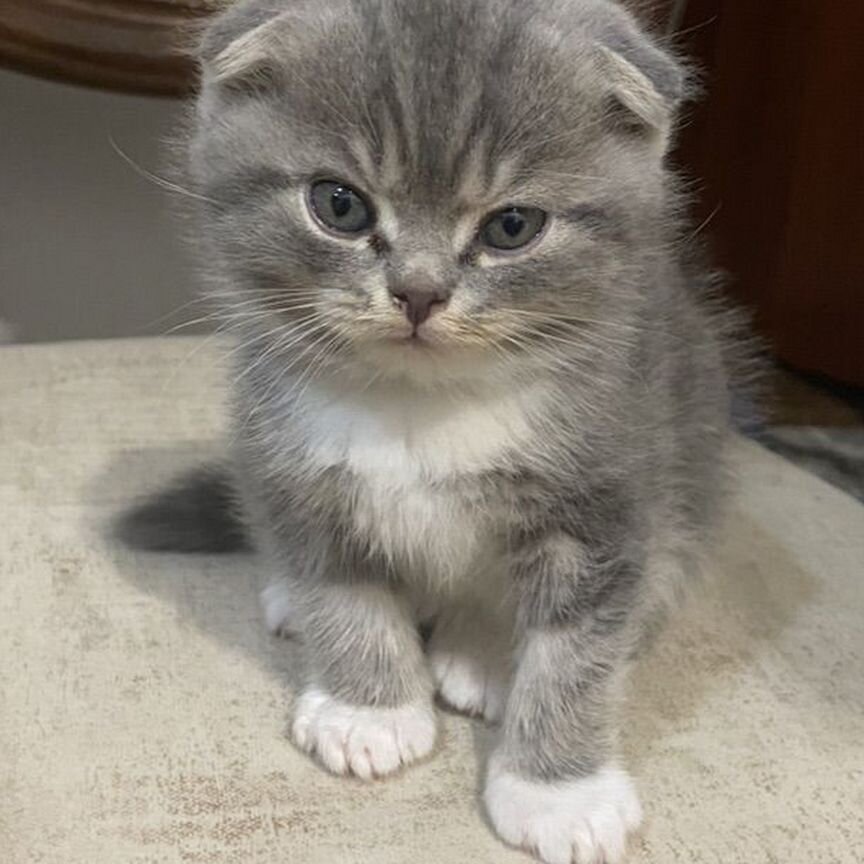 Шотландский вислоухий короткошёрстный котёнок