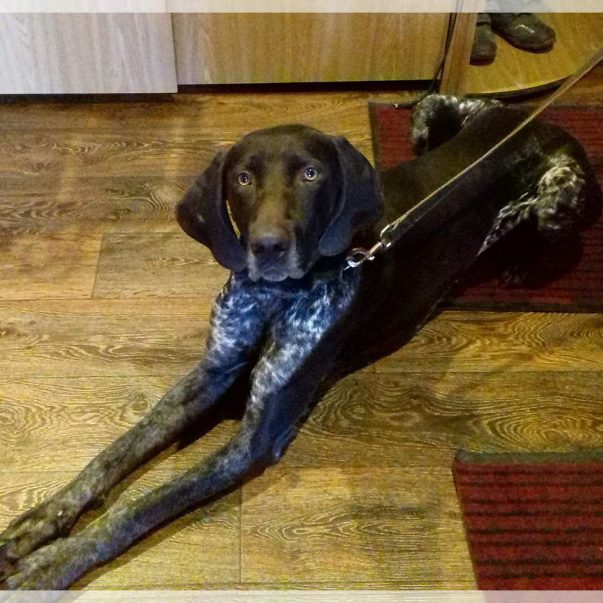 Кобель. Курцхаар