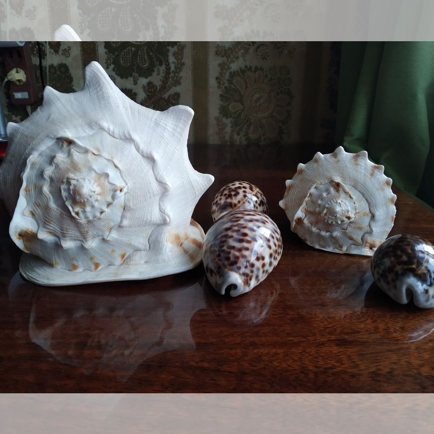 Морские ракушки раковины