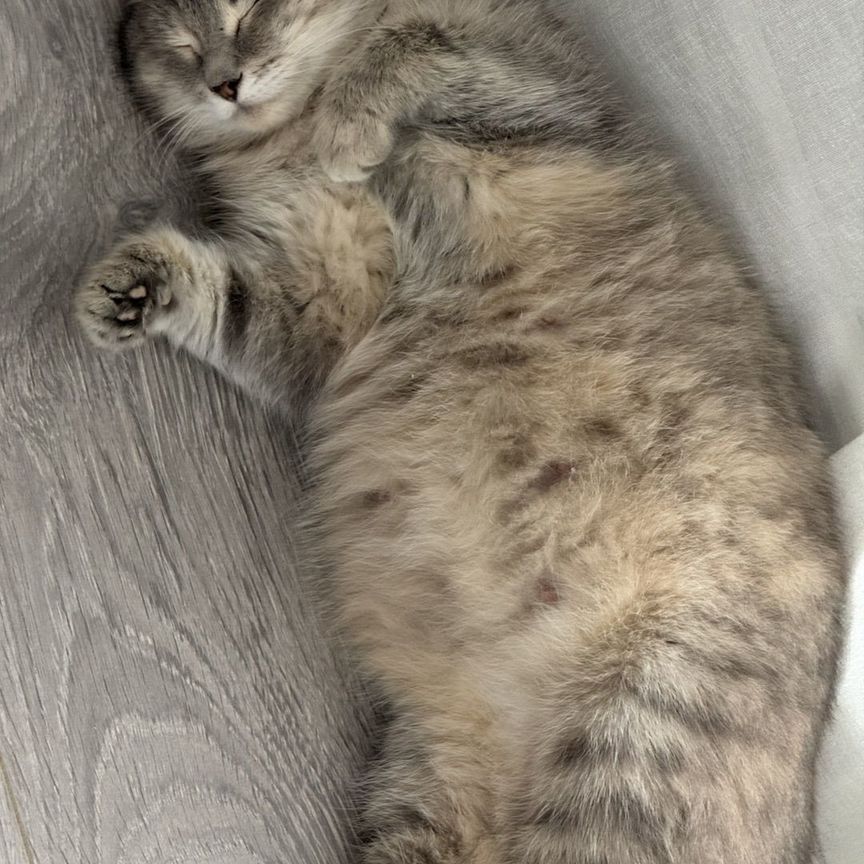 Кошечка в добрые руки бесплатно