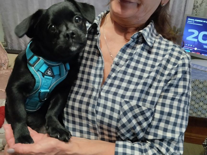 Французский бульдог метис