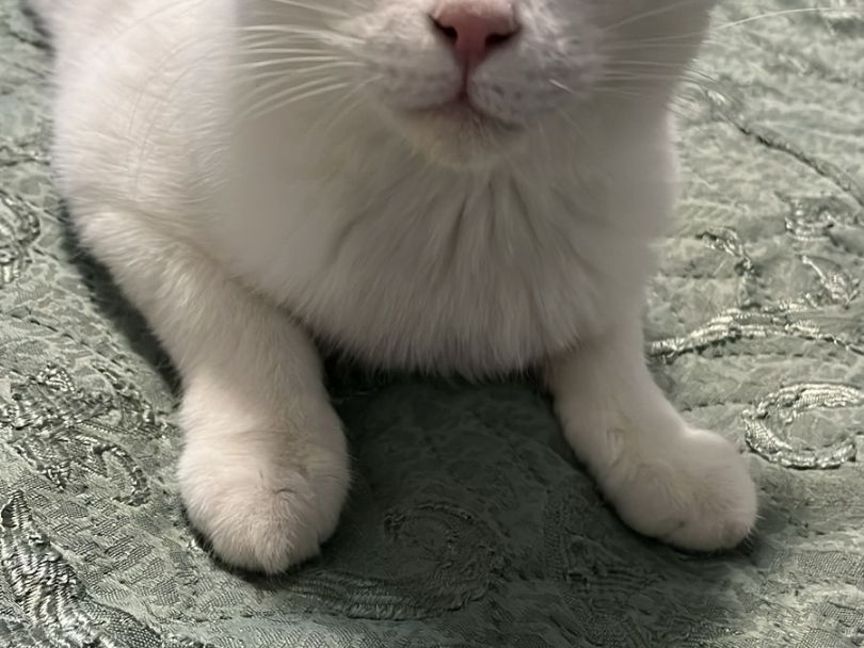 Котик