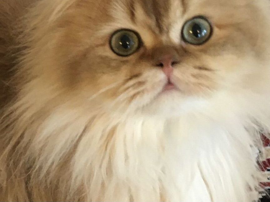 Шотландский золотой котик на вязку