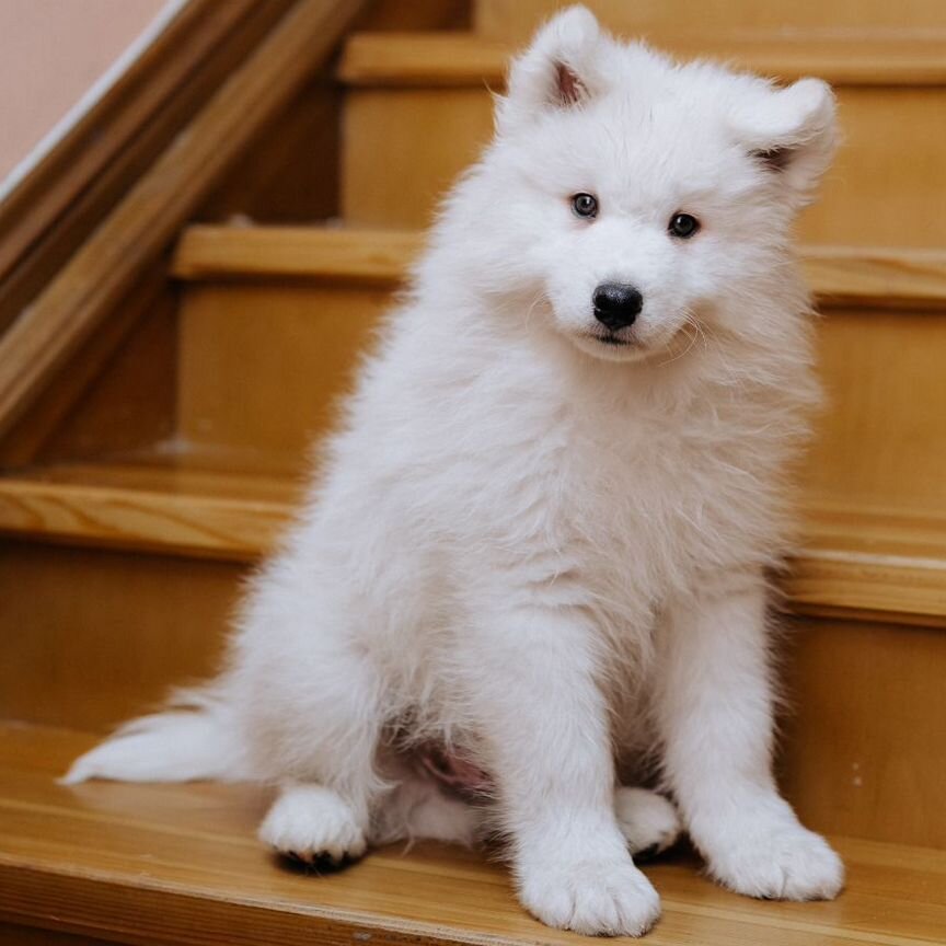 Самоедская собака, щенок