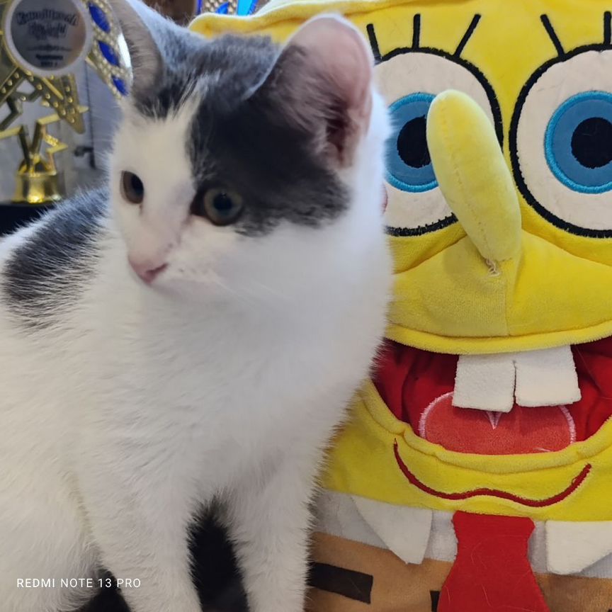 Котенок