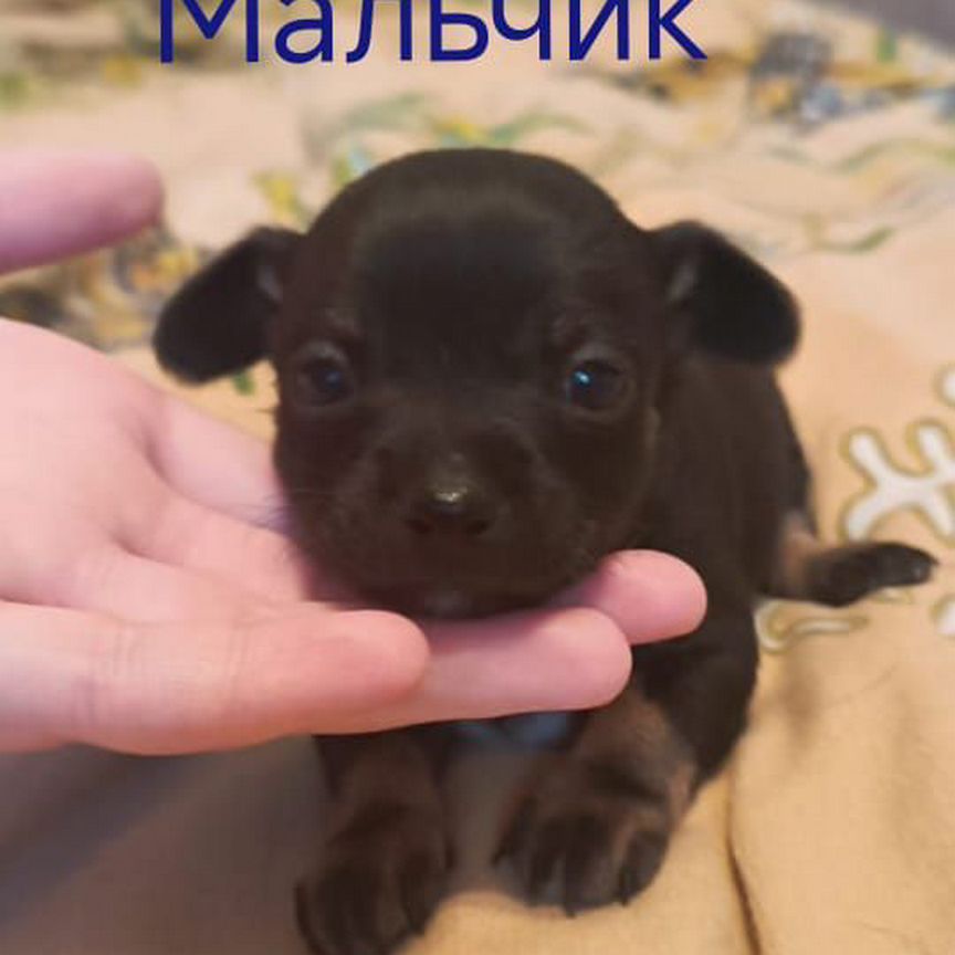 Той-терьер щенки