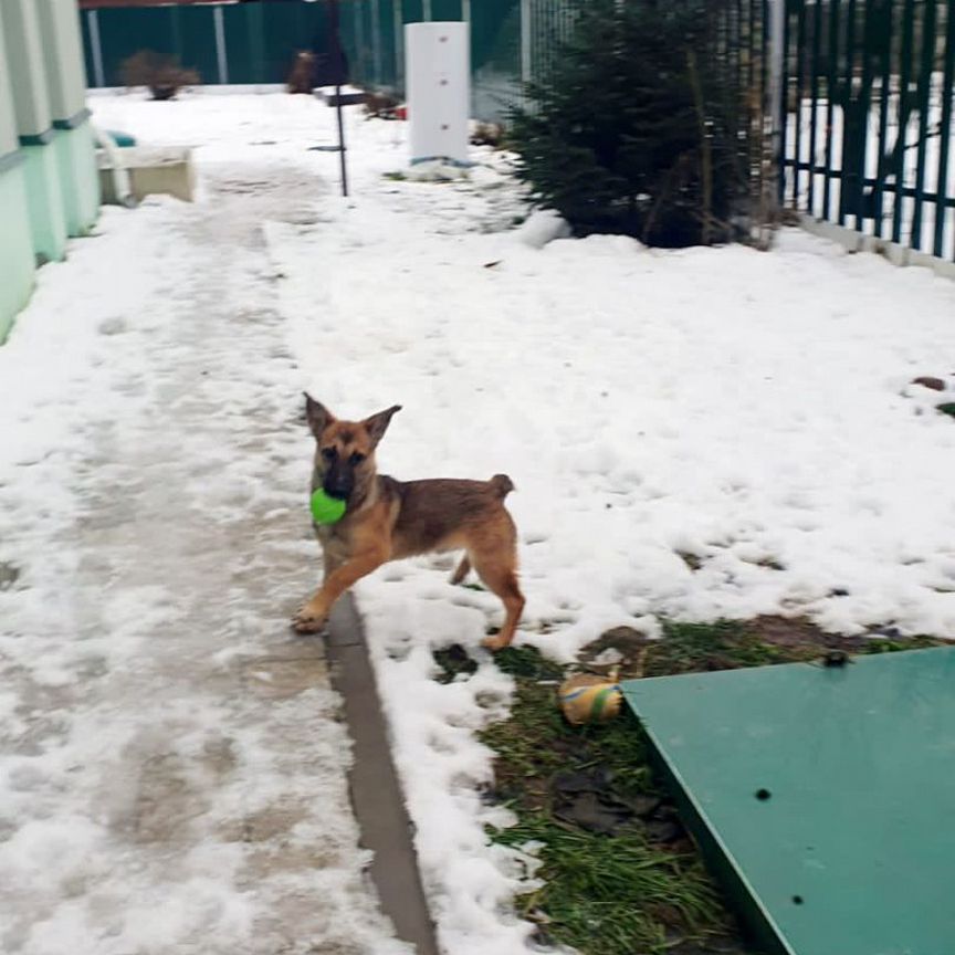 Отдам в добрые руки маленького песика