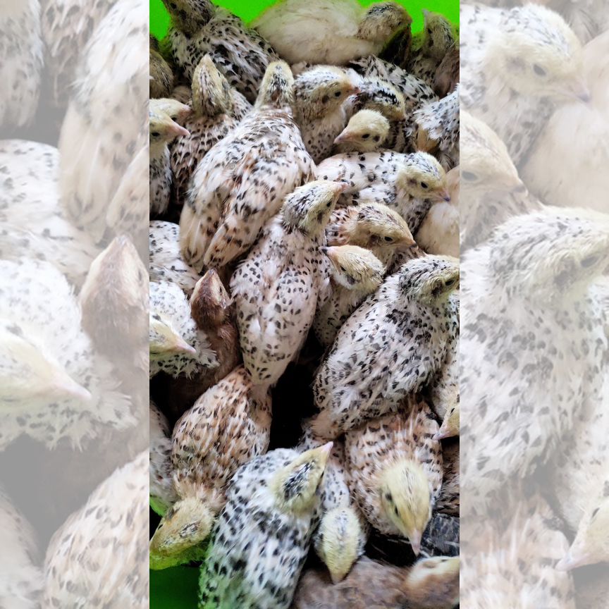 Перепелята