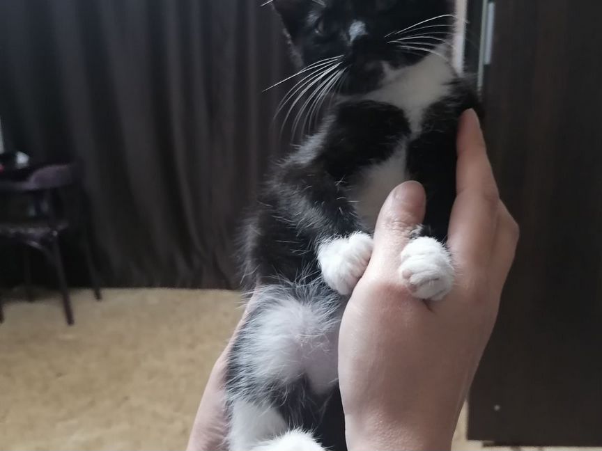 Кошка