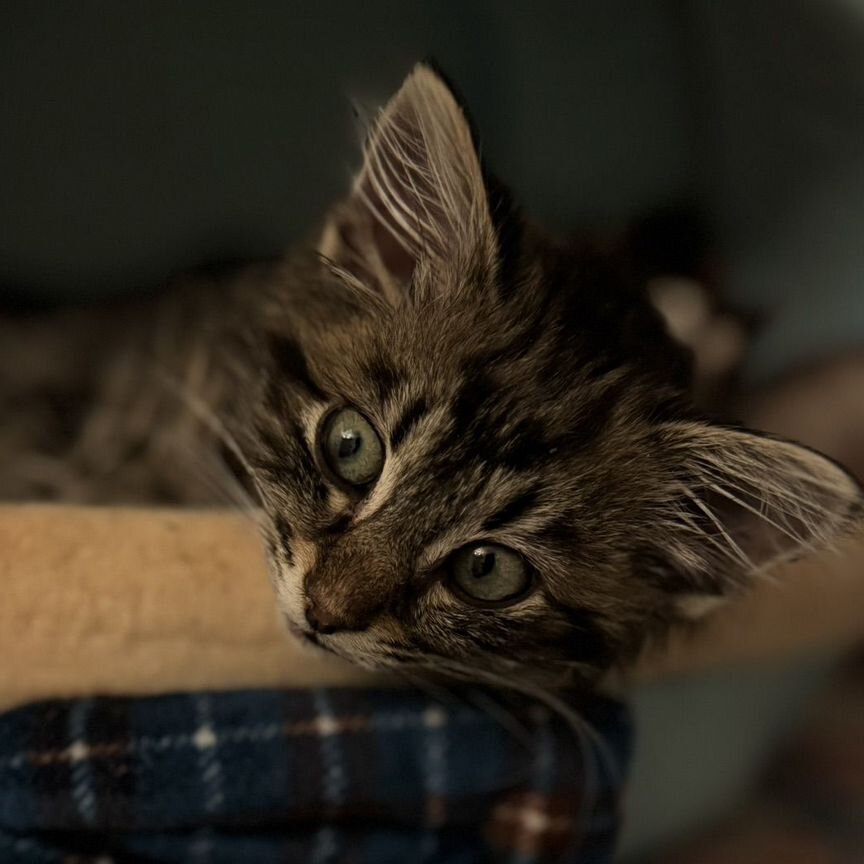 Котёнок в добрые руки