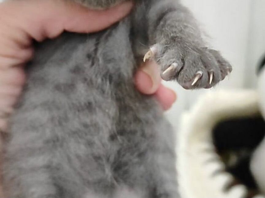 Котик в дар