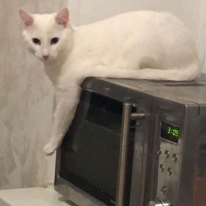 Кот турецкая ангора