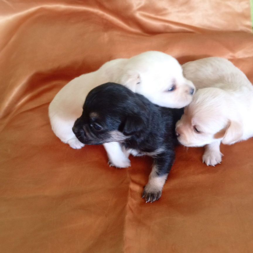 Малыши карандаши