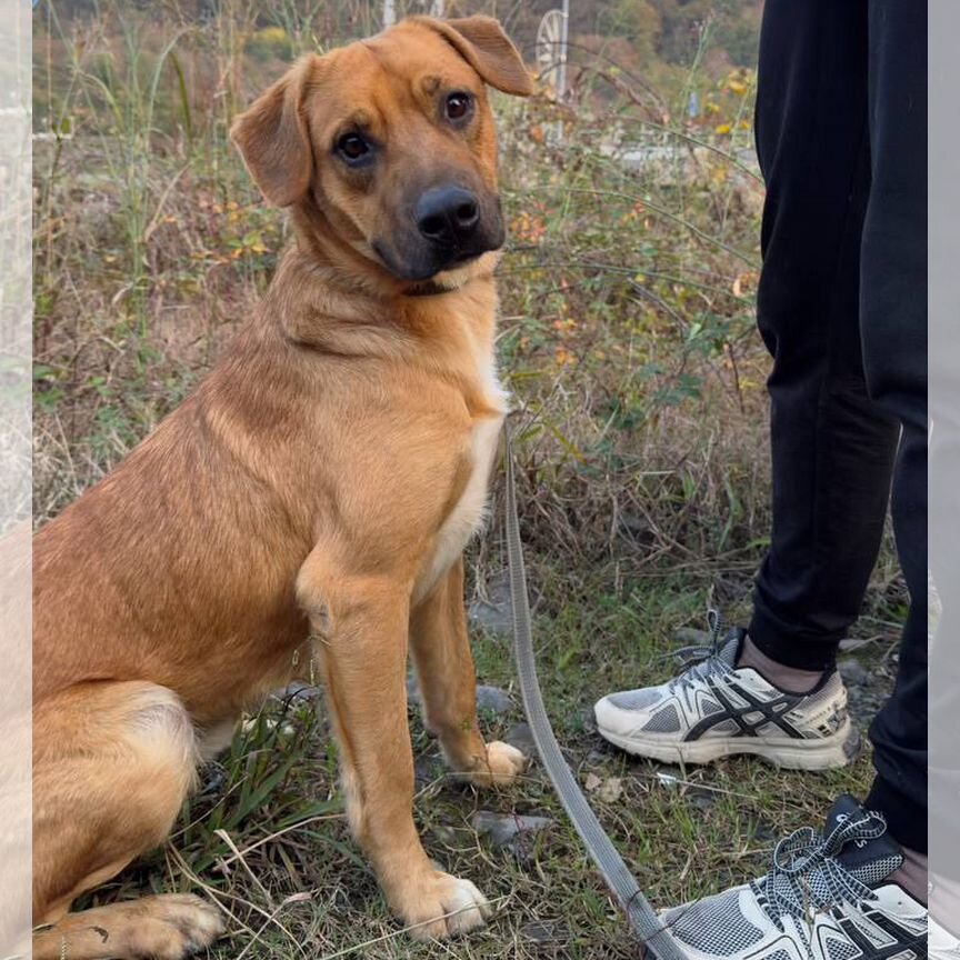 Взрослый пёс в добрые руки