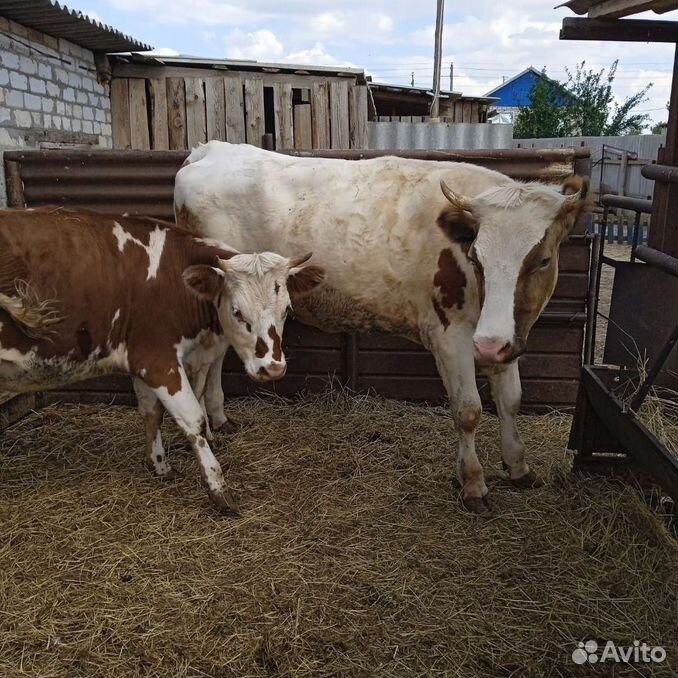 Продам тëлку