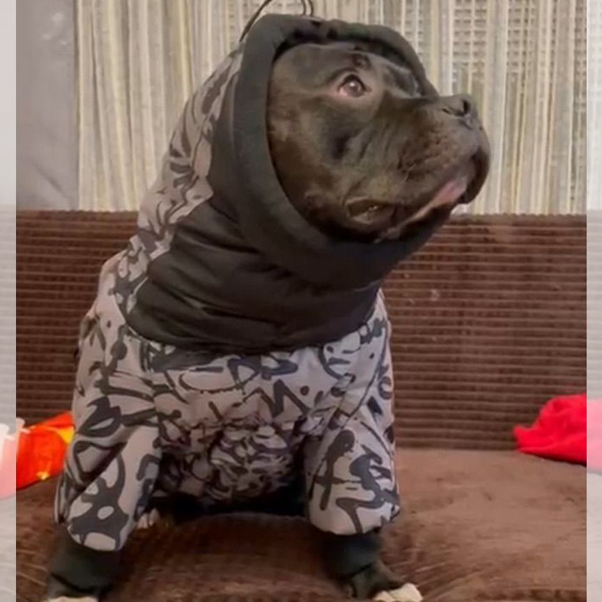 Зимний комбинезон для кобеля 46/80