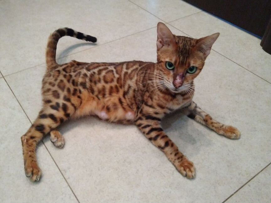 Бенгальская кошка 3 года