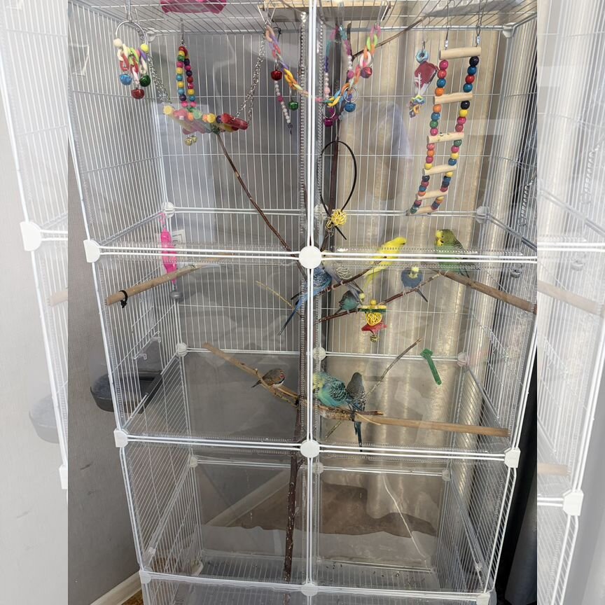 Волнистый попугай с клеткой