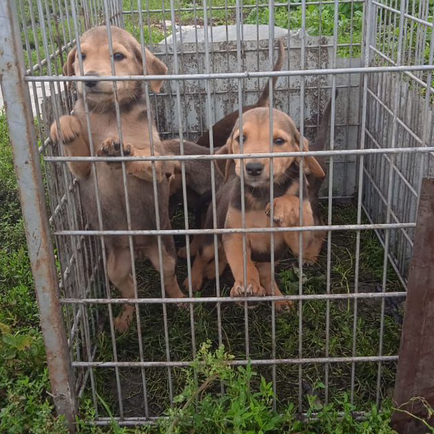 Русская гончая