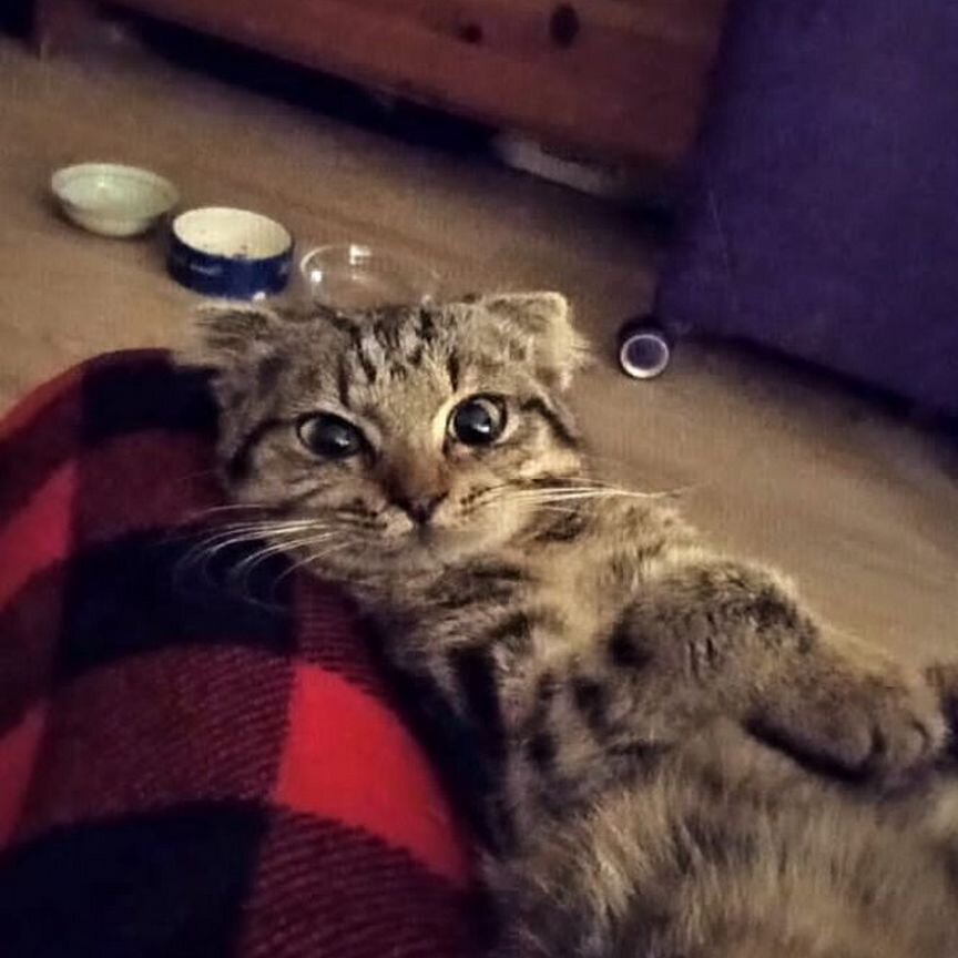 Шотландская вислоухая кошка