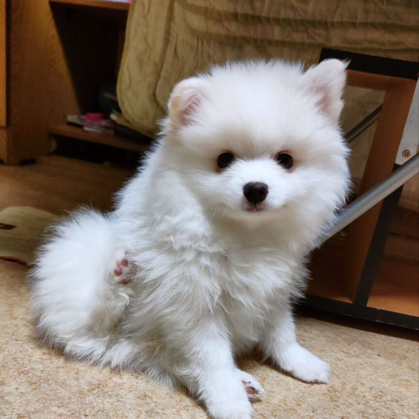 Немецкий шпиц