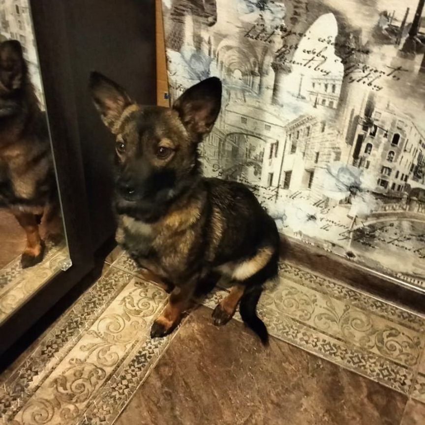 Отдам маленькую собачку в добрые руки