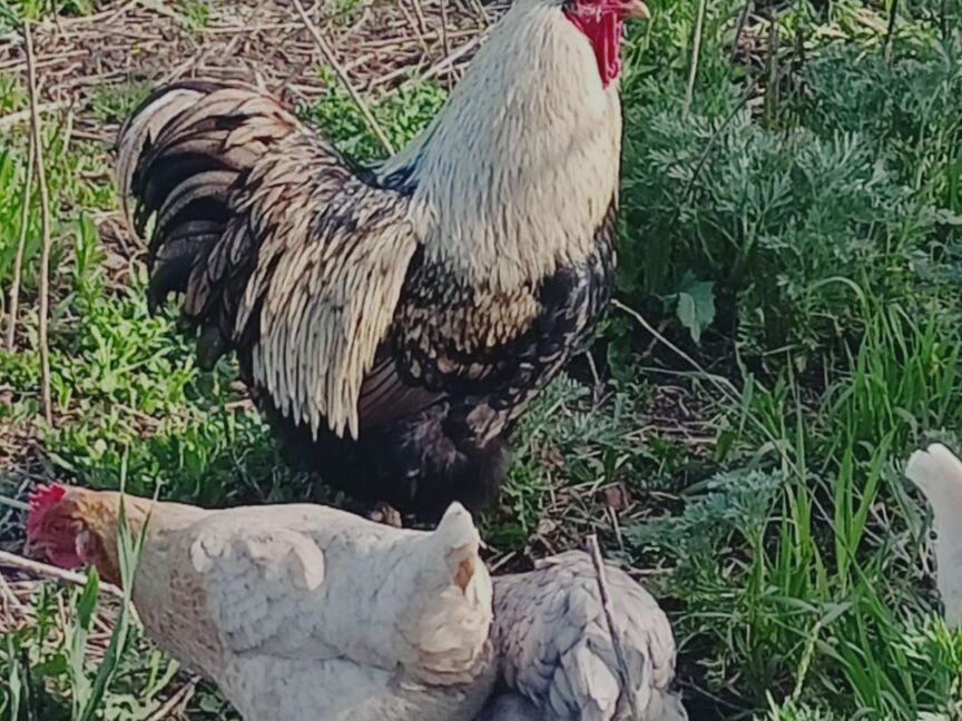 Петухи крупных пород от домашних кур