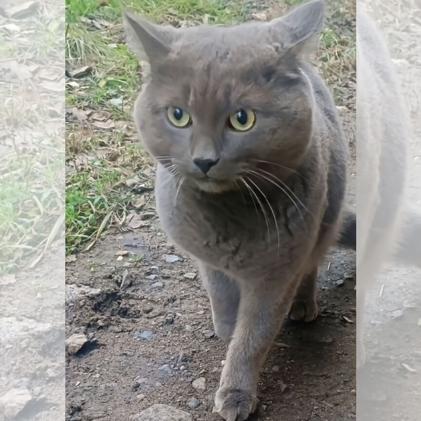 Британский короткошёрстный кот, взрослый