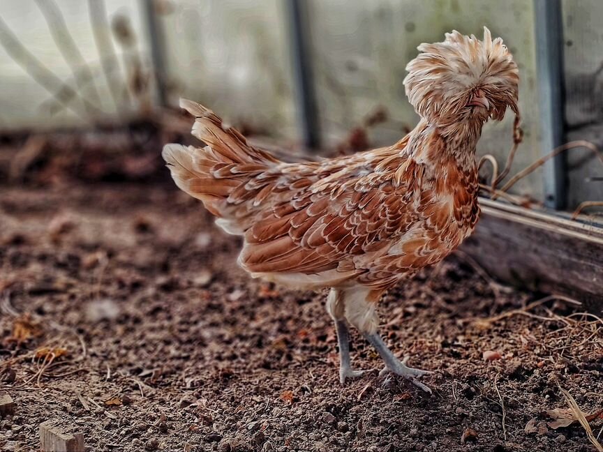 Падуан шамоа карликовый