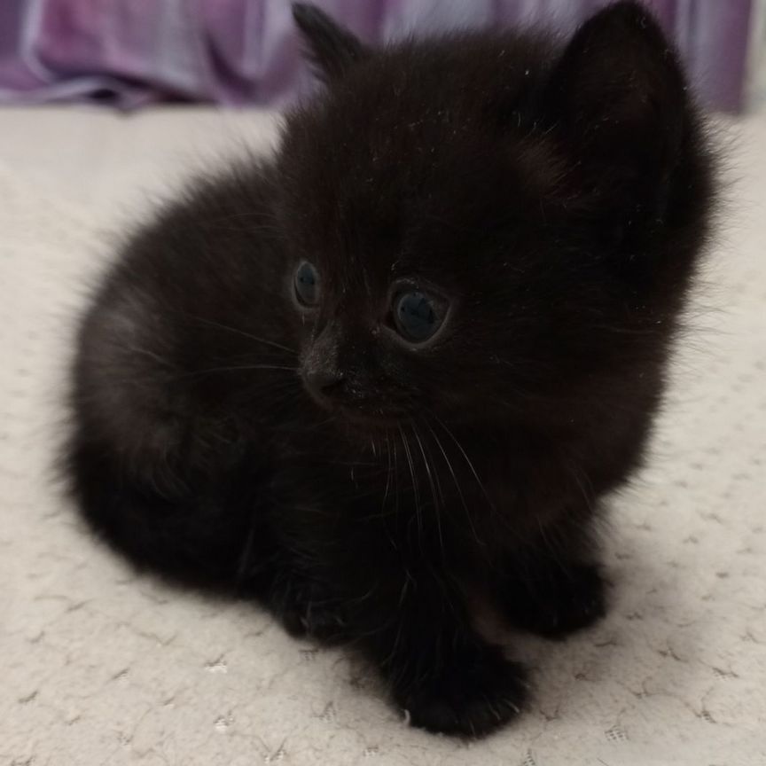 Котёнок в добрые руки