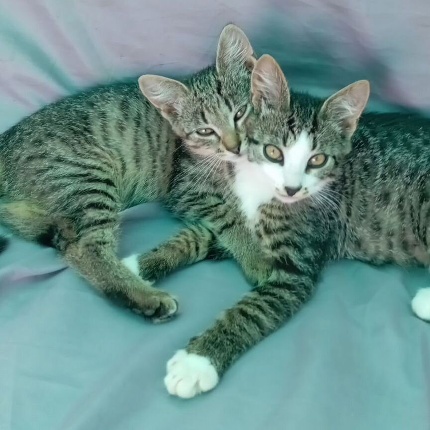 Котята в добрые руки бесплатно