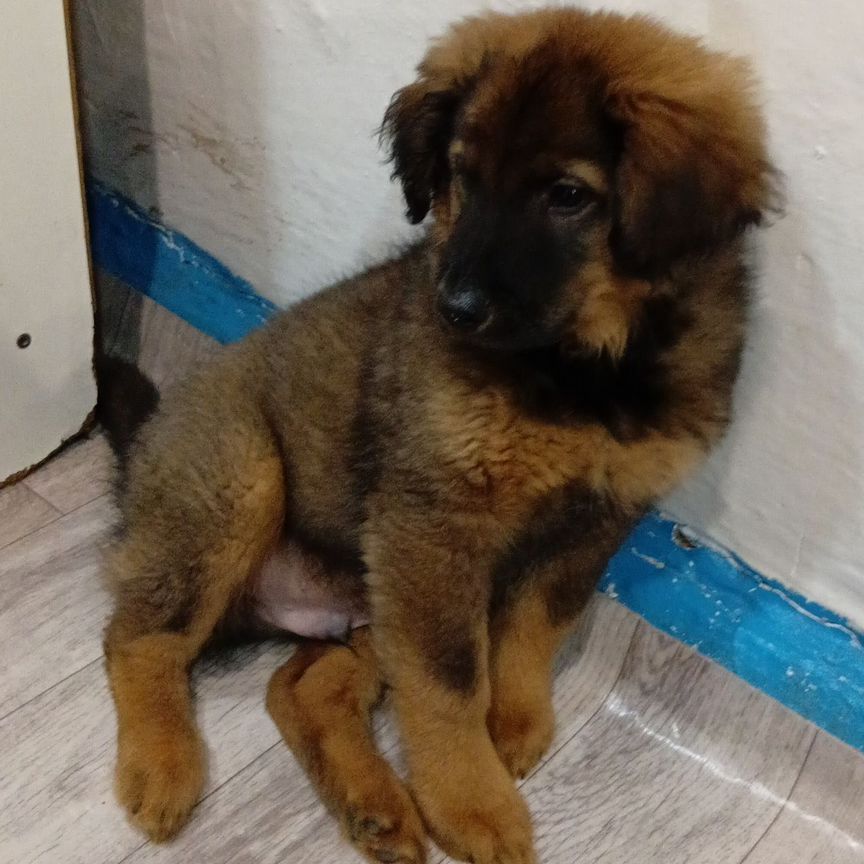 Шарпей, щенок