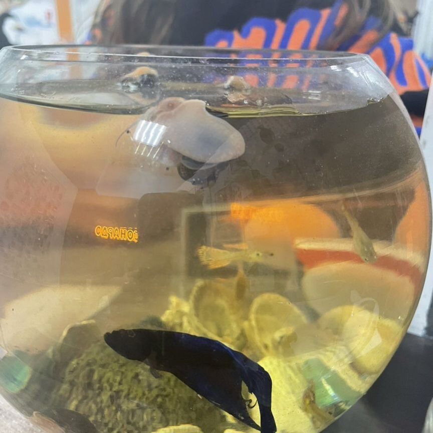 Рыбки Гуппи