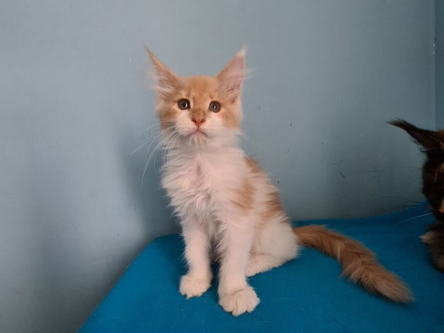 Котик милашка