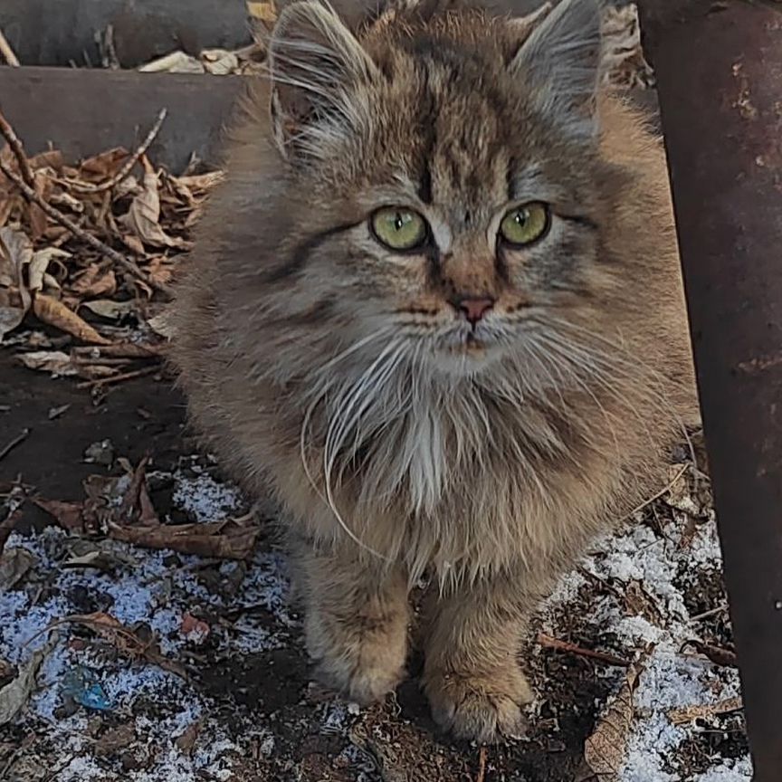 Сибирский котёнок