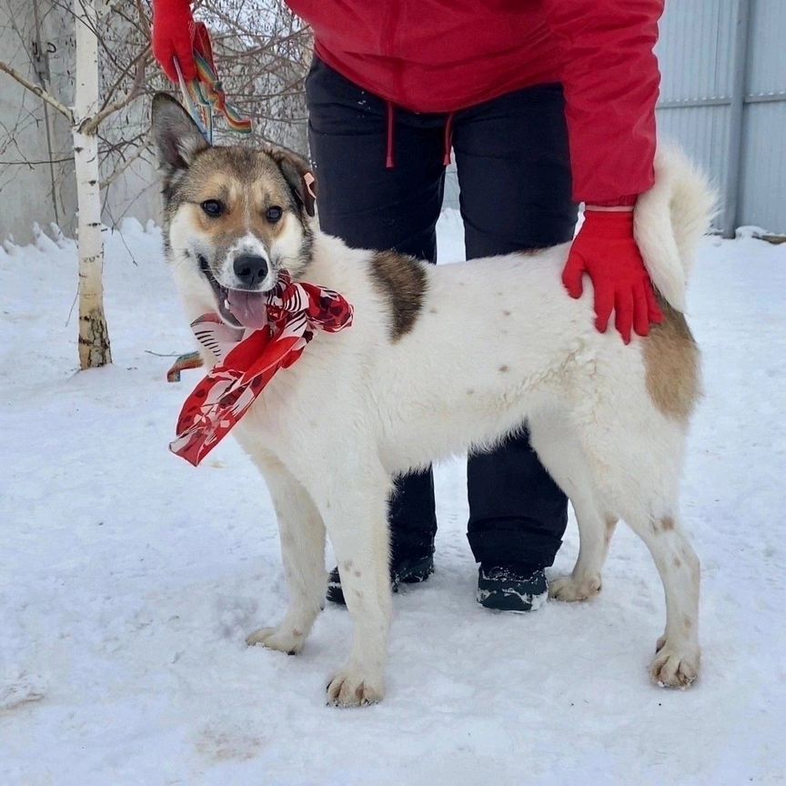 Лаечка Белочка